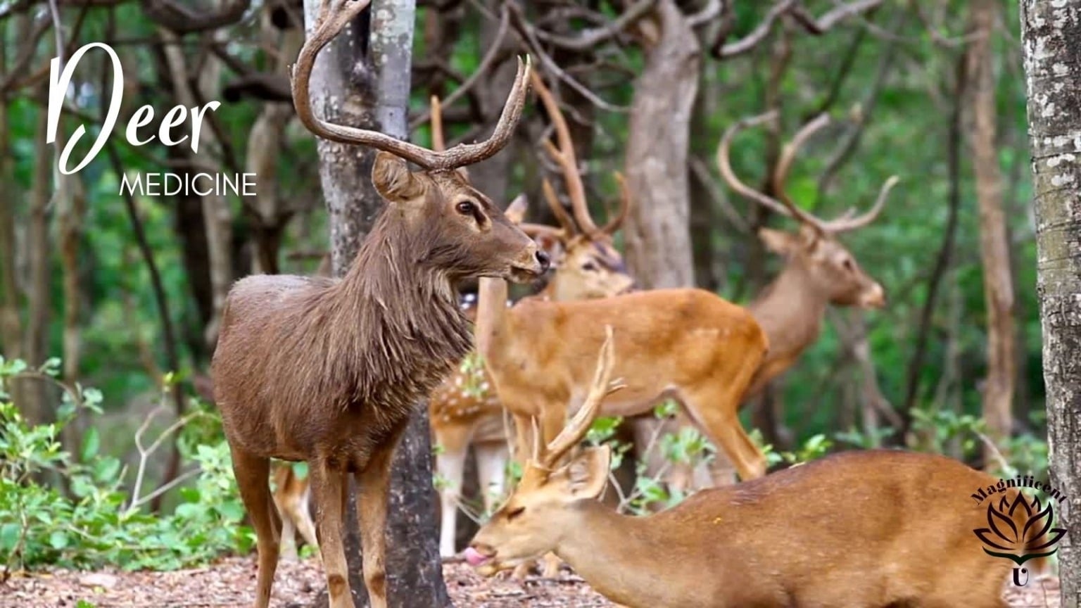 Deer, Power Animal, Symbol of Gentleness, Unconditional Love and ...