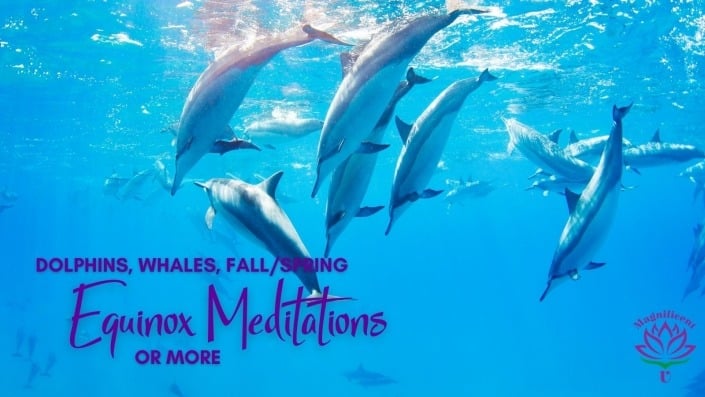 Dolphins, Whales, Fall/Spring Equinox Meditations, and More ...