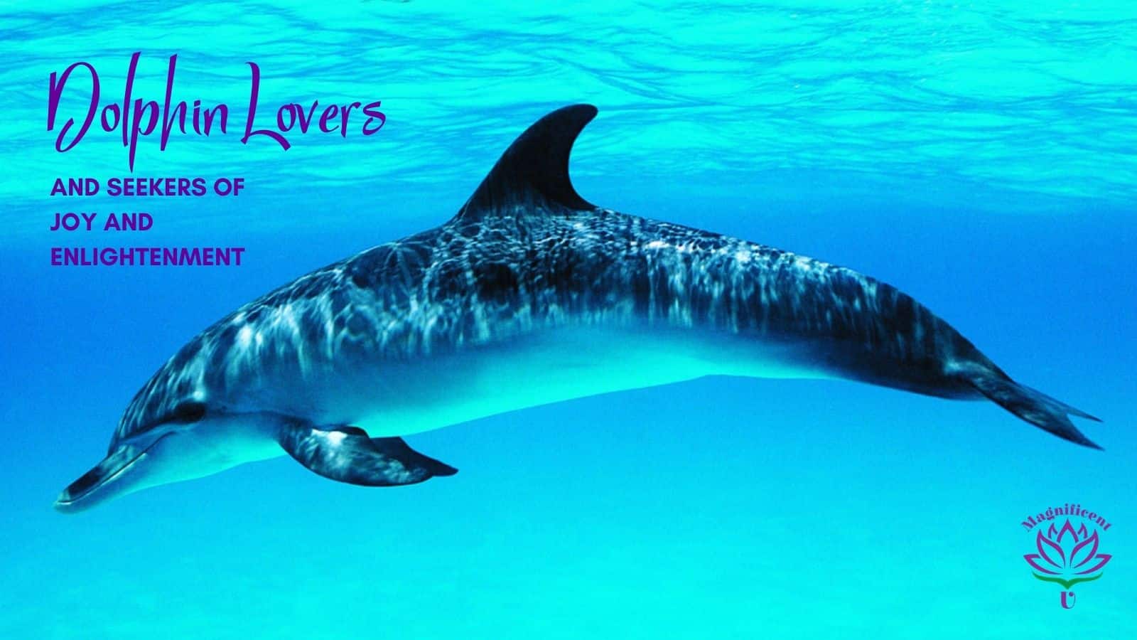 Dolphin Energy Healing for Cetacean Lovers & Seekers of Joy ...