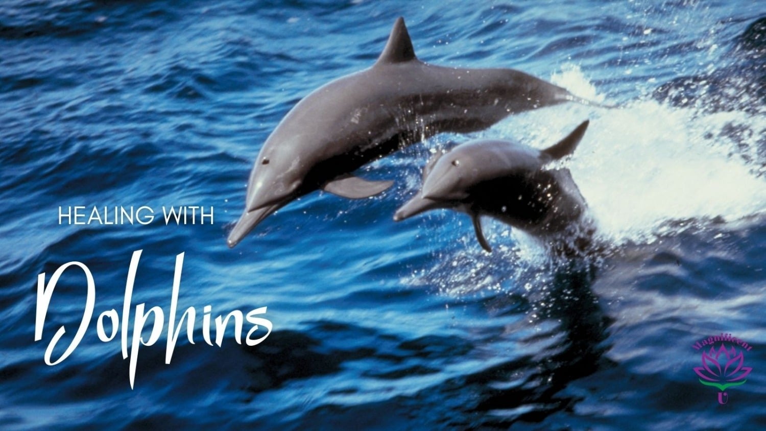 Healing with dolphins