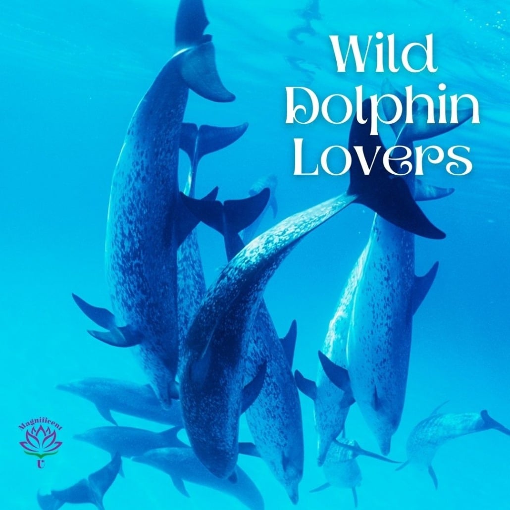 About the Golden Water Dolphin Meditation for Planetary Healing ...